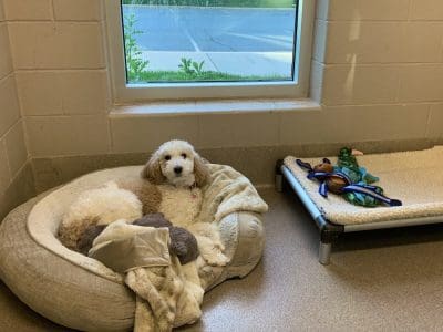 Home - Olde Towne Pet Resort