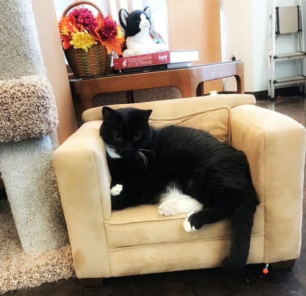 Olde Towne Pet Resort : Trusted Pet Boarding and Daycare