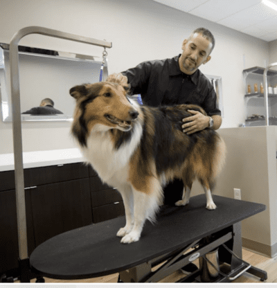 Olde Towne Pet Resort : Trusted Pet Boarding and Daycare