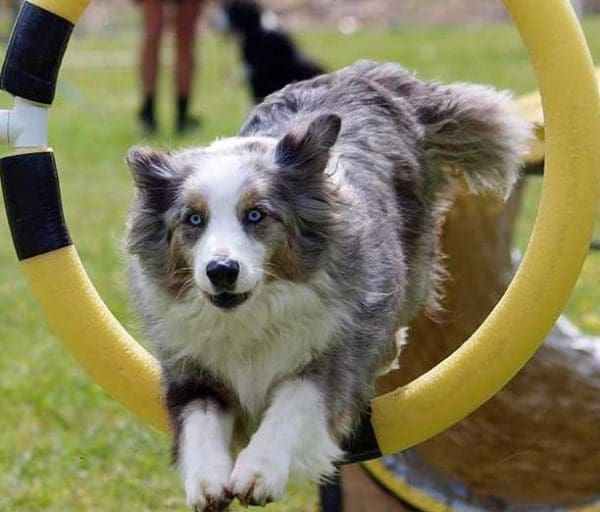 Home - Olde Towne Pet Resort