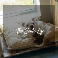 Boarding - Olde Towne Pet Resort